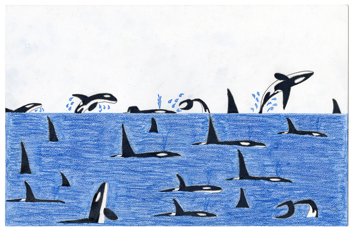Pod Of Orcas Drawing